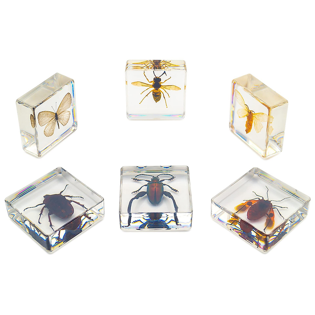 6 PCS Resin Insect Specimen Set, Butterfly, Jewel Frog Beetle, Silk Moth, Chafer, Stinkbug, Wasp, Science Education Toy for Kids