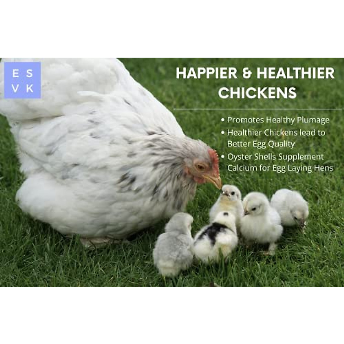 ESVK Chicken and Bird Feed Calcium Supplement | for Healthy Eggs Natural Flaked Oyster Shell - 8 Pounds (Pack of 1) | Made in USA