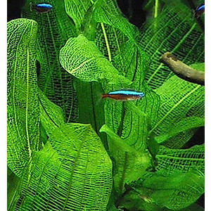 (Aponogeton Madagascar Lace) Live Aquarium Plant Bulb Aponogeton Boivinianus | Capuronii | Madagascar Lace | Ulvaceus and More!