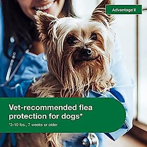 Advantage II Small Dog Vet-Recommended Flea Treatment & Prevention | Dogs 3-10 lbs. | 4-Month Supply