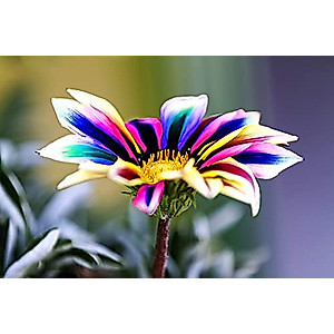 20 Pcs Multicolor Dwarf Variegated Sunflower Seeds Home Garden Decor Plant