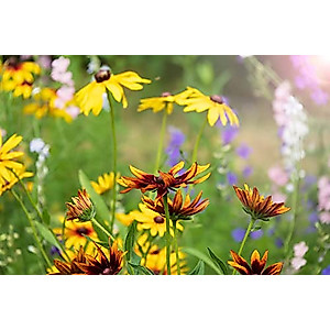 Perennial Wildflower Mix, 600+ Flower Seeds Per Packet, (Isla's Garden Seeds), Blend of 17 Various Perennial Wildflowers, Non GMO & Heirloom Seeds