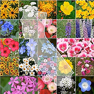 California Wildflower Seed Mix - 1 Pound - Mixed Wildflower Seeds, Attracts Bees, Attracts Butterflies, Attracts Hummingbirds, Attracts Pollinators, Easy to Grow & Maintain, Cut Flower Garden
