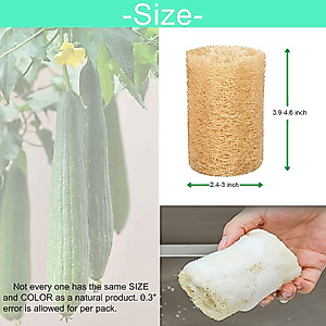 FRTIM Natural Loofah Sponge Shower Organic Luffa Bath Loofa Exfoliating Body Scrubber Loofah for Men Women Adults Back Face Body Skin SPA Care - 6 Pieces