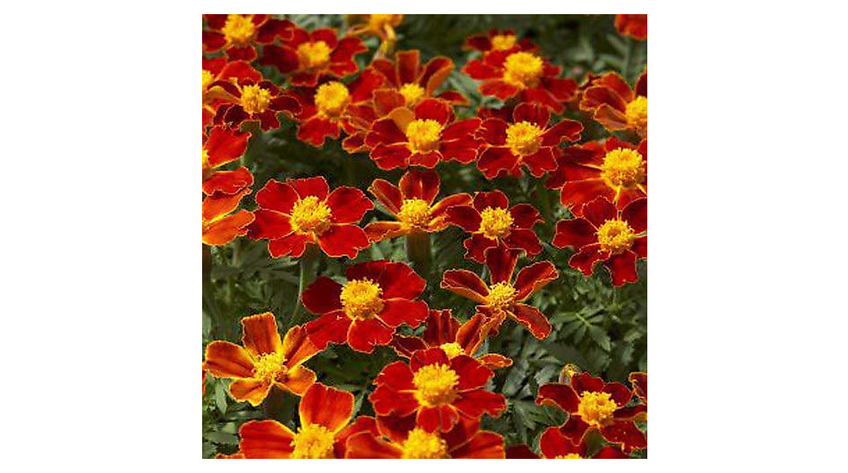 Grow Vibrant Disco Red French Marigolds - Attract Pollinators