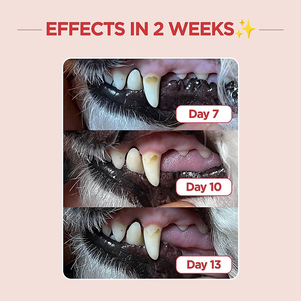 JAYU PET Dental Care Brush (Edge Bristles) 1ea - Micro Round Head Toothbrush for Cats & Small Dogs with End-tuft Diagonal-Shaped Bristles & Easy Grip Handle