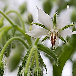Outsidepride Borago Officinalis White Borage Herb Garden Flowering Plants Great for Bee Pollination - 1000 Seeds