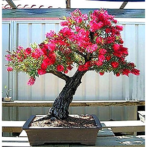 1138-Crimson Bottle Brush (Callistemon citrinus) Seeds by Robsrareandgiantseeds UPC0764425787570 Non-GMO,Organic,USA Grower,Herb,Bonsai,1138 Package of 25 Seeds