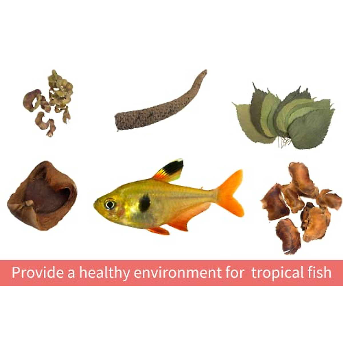 Snout and Shell 10 Indian Almond Leaves 19-25cm (7''-10'') Botanical Leaves for Aquarium Fish, Shrimp & Terrarium Pets - Mineral Source, Decor & Healthy Environment, Brown