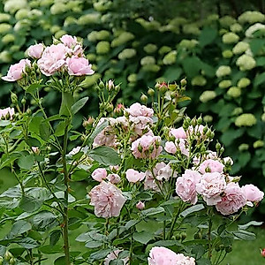 CHUXAY GARDEN Pink Rose Seed 5 Seeds Lovely Pink Flowering Plant Fragrant Cut Flowers Ornamental Houseplant Courtyard Flower
