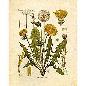 Botanical Prints Wildflower Prints Floral Wall Art - Set of 6 - 8x10 - Unframed