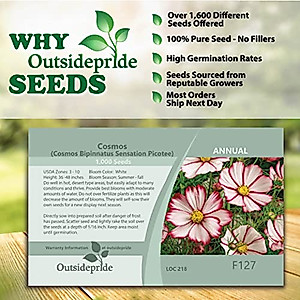 Outsidepride Cosmos Bipinnatus Picotee Garden Wild Cut Flower Seeds - 2000 Seeds