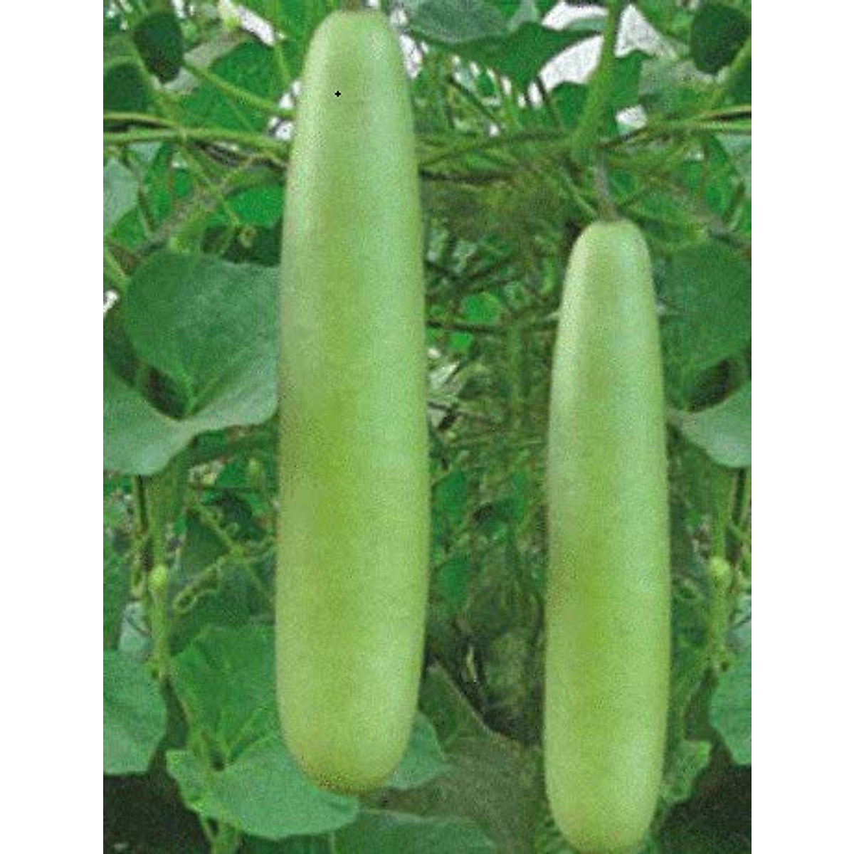 20+ Long Bottle Gourd Seeds Edible Asian Indian Opo Squash Dudi Calabash Long Melon
