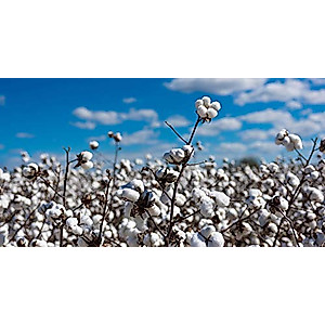 KVITER White Cotton 25 Seeds - Gossypium Hirsutum Cotton Plant, Easy Grow Perennial Shrub Upland Cotton, Winter Hardy Showy Flowers Plants, Mexican Cotton Seeds for Growing