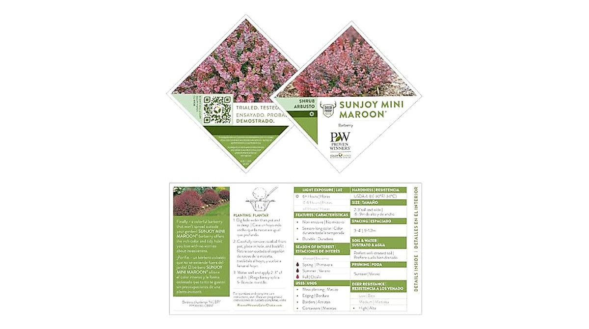 Sunjoy Mini Maroon Barberry: Deep Purple, Care-Free Shrub