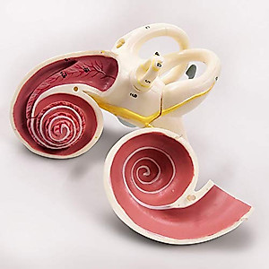 Inner Ear Model Labyrinth Model 2 Part 8X Cochlea Semicircular Canal & Vestibule Open Medical Anatomical Ear Internal Structure Model Human Organ Anatomical Model for Medical Study Display Teaching