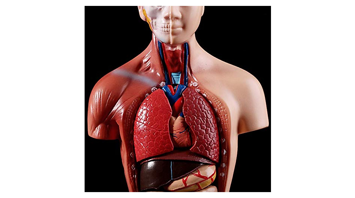Human Torso Model for Anatomy Education