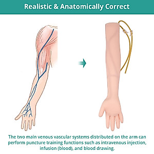 Phlebotomy Practice Kit, IV Practice Arm Venipuncture Practice Kit Phlebotomy Practice Arm
