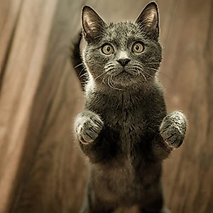 Synacore Feline for Cats, Vitamins, 0.05 Oz, Box of 30 Stick Packs