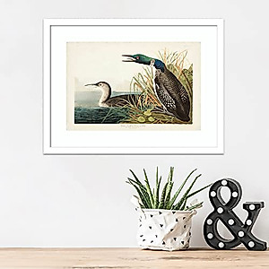 Amanti Art Framed Wall Art Print 16x21 Pl 306 Great Northern Diver or Loon by John James Audubon, Animals Wall Art, Museum Masters Classics Decor, Small Poster Painting Artwork for Living Room,