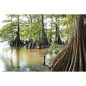 Bald Cypress | 10 Live Trees | Taxodium Distichum | Fast Growing Shade Tree Wet Tolerant