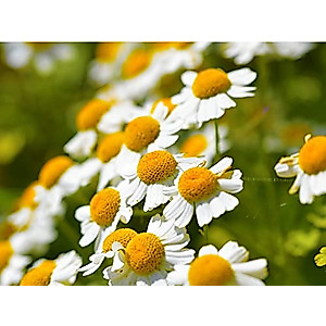 Gaea's Blessing Seeds - Feverfew Seeds - Non-GMO Seeds with Easy to Follow Planting Instructions - Open-Pollinated High Yield Heirloom 91% Germination Rate