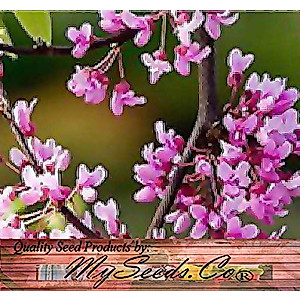 Big Pack - (500) Eastern Redbud Tree Seeds - Cercis Canadensis - Gorgeous Purplish-Pink Blossoms - Very Cold Hardy Zones 4-9 - Big Pack Seeds by MySeeds.Co (Big Pack - Eastern Redbud)