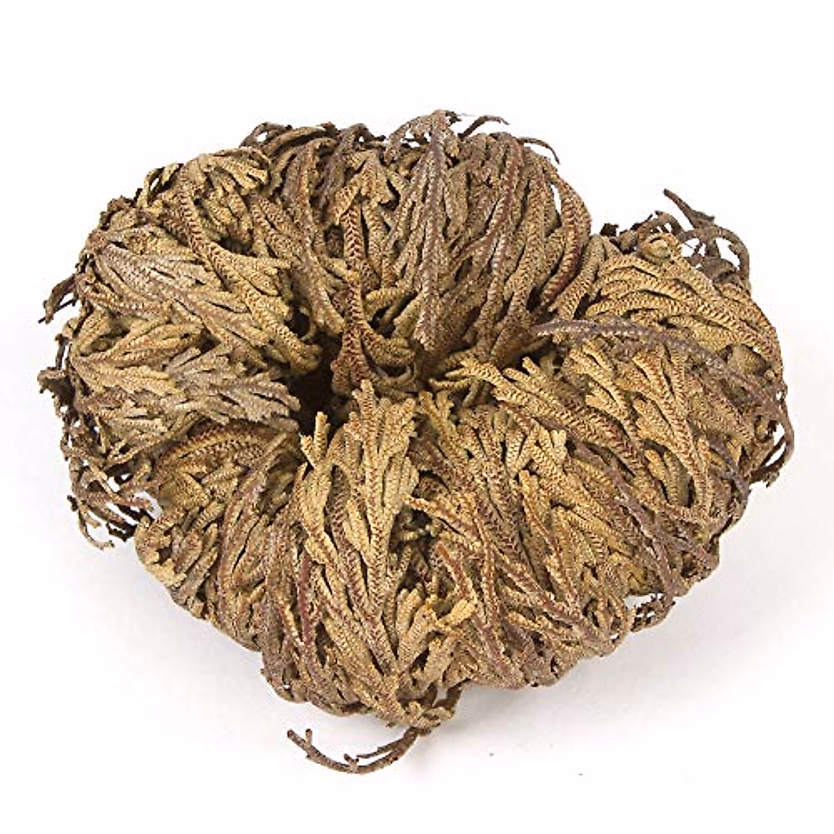 Incense Garden Rose of Jericho Flower The Resurrection Plant (2 Roses)