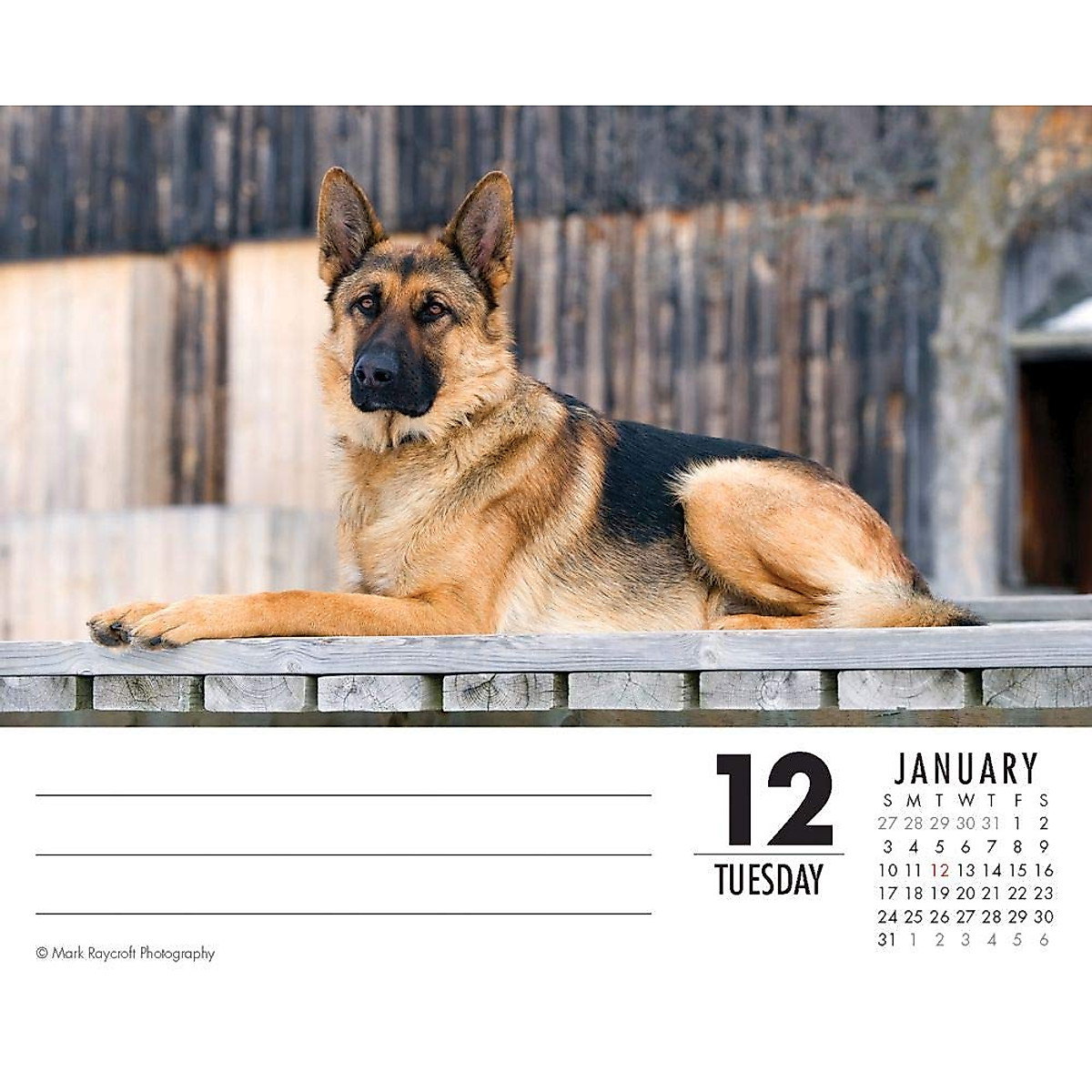 Just German Shepherds 2021 Box Calendar (Dog Breed Calendar)