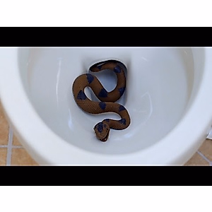 Fun Time Products Dave Stott’s 'Ultimate Prank Kit’, Funny Gag Gifts for Men, Women, and Kids