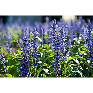 Hyssop Seeds for Planting, 1500+ Seeds Per Packet, (Isla's Garden Seeds), Non GMO & Heirloom Seeds, Botanical Name: Hyssopus officinalis, Fragrant Herb & Flower, Great Home Garden Gift