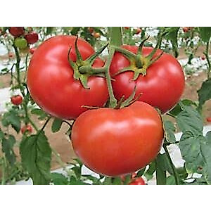 Floradade Tomato Seeds for Planting, 300+ Heirloom Seeds Per Packet, (Isla's Garden Seeds), Non GMO Seeds, Botanical Name: Solanum lycopersicum, Great Home Garden Gift