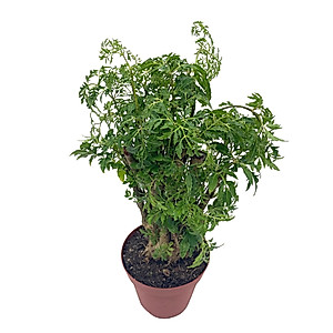 BubbleBlooms Aralia Ming Stump Plant, Polyscias fruticosa in a 4 inch Pot Live Evergreen Shrub Tree-Like Bonsai
