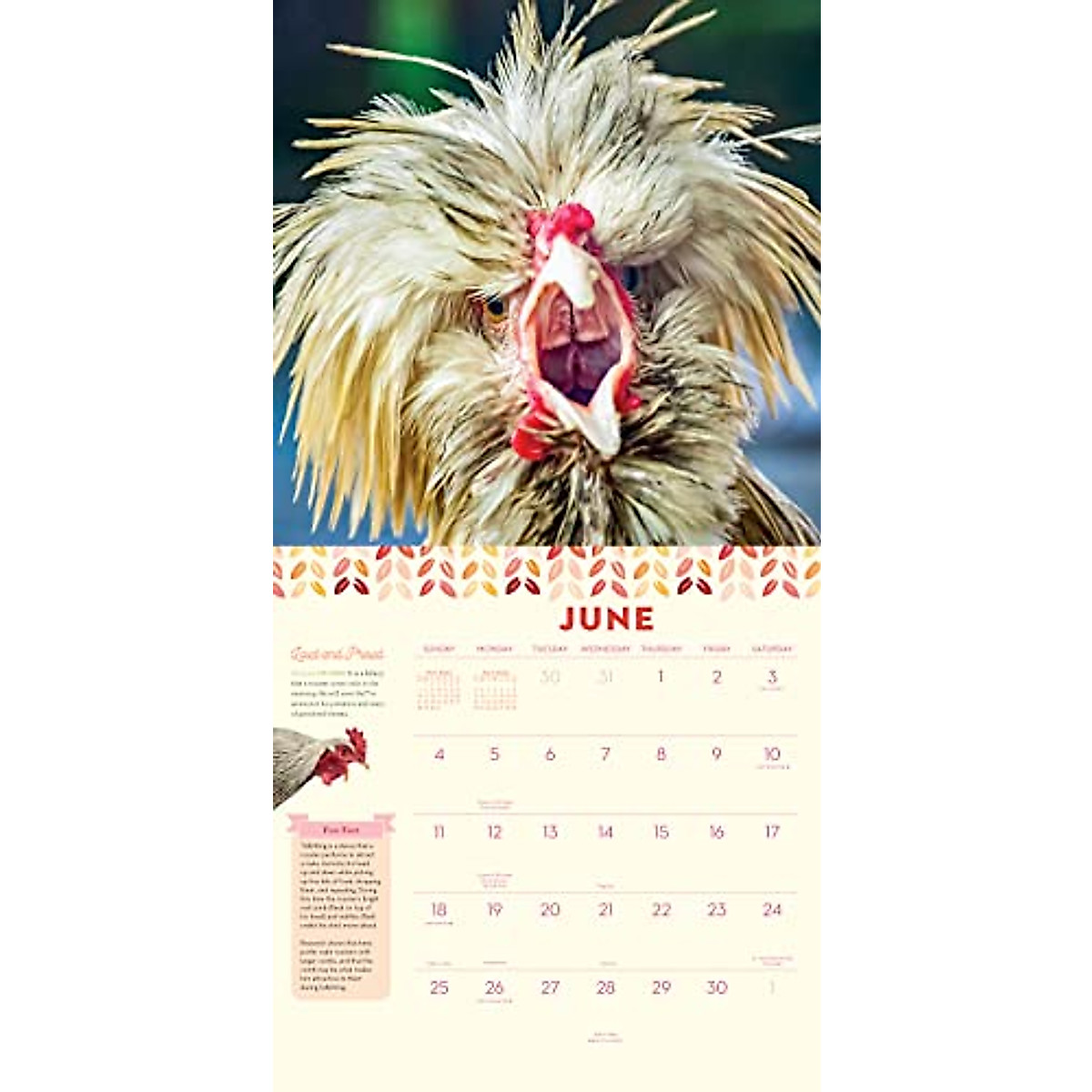 How to Speak Chicken Wall Calendar 2023: A Year of Chickens Doing What They Do & Saying What They Say
