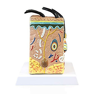 Vision Scientific VAK425 Skin Model | 70x Enlarged | 3 Dimensions | Numbered and Labelled with Key Card