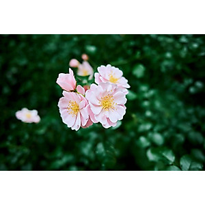 Nikon Z fc DX-Format Mirrorless Camera Body w/NIKKOR Z 28mm f/2.8 (SE) (Renewed)