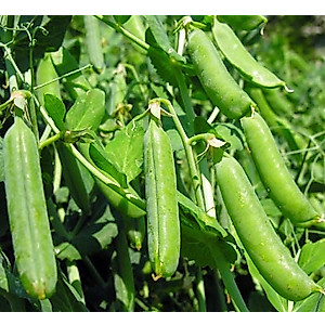 120 Early Frosty Pea Seeds for Planting Heirloom Non GMO 1+ Ounces of Seeds English Pea Garden Vegetable Bulk Survival