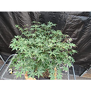 51 Year Old Golden Prosperity Japanese Maple Specimen Bonsai Tree