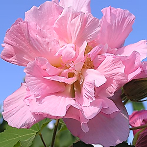 QAUZUY GARDEN 10 Confederate Rose Seeds Hibiscus Mutabilis Dixie Rosemallow Cotton Rose Rosemallow Seeds Striking Landscape Shrub Plant for Garden Home Decoration