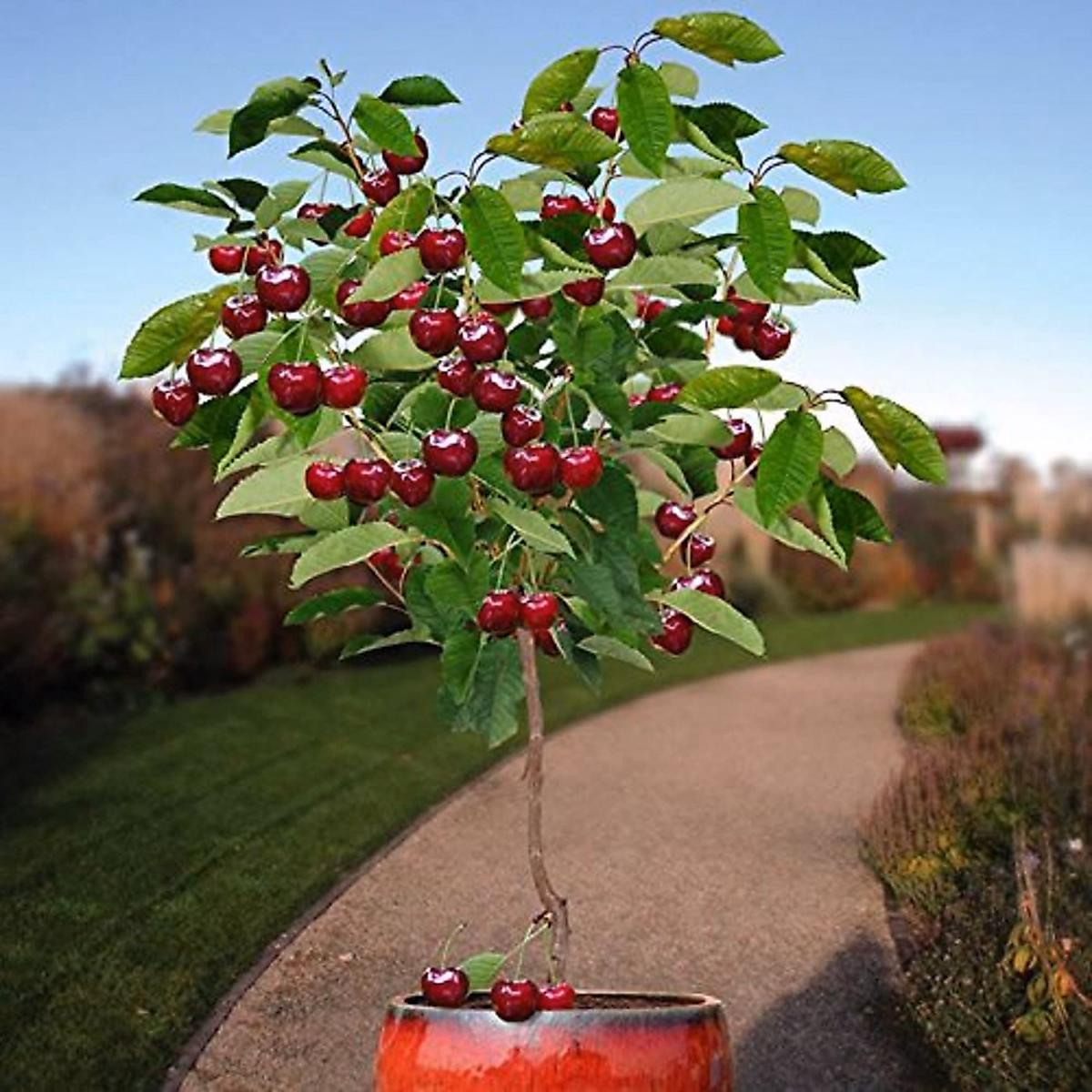 CHUXAY GARDEN Dwarf Cherry Tree Seed 10 Seeds Sweet Edible Fruit Robust Flavor Great Gardening
