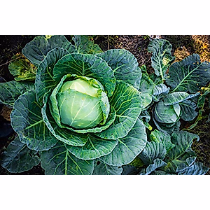 Brunswick Cabbage Seeds for Planting, 300+ Heirloom Seeds Per Packet, (Isla's Garden Seeds), Non GMO Seeds, Botanical Name: Brassica oleracea, Great Home Garden Gift