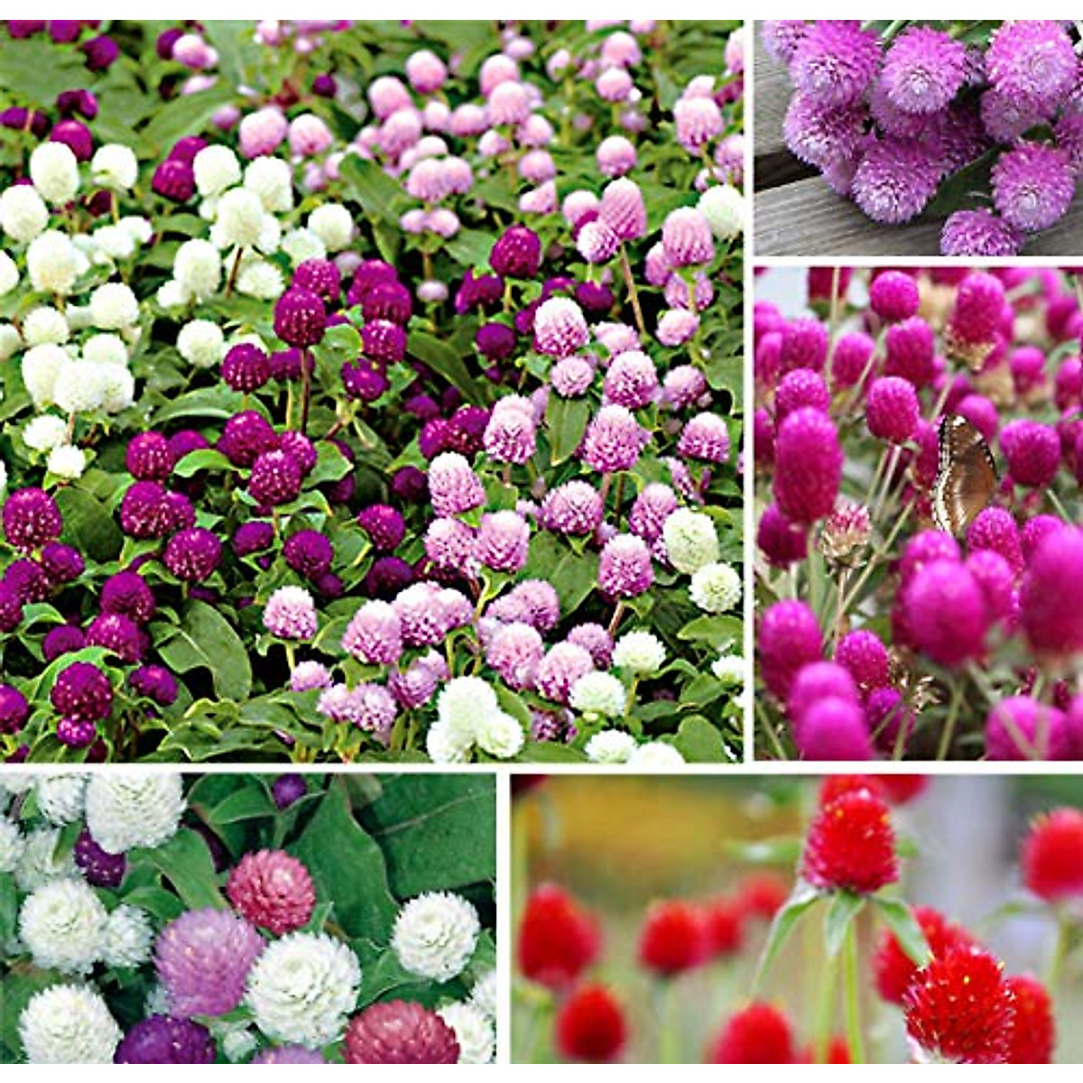 100+ Mix Globe Amaranth Gomfrena Pompom Flower Annual Outdoor Beautiful Garden