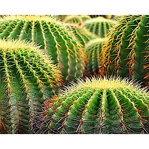 Golden Barrel Cactus Seeds - 25 Seeds -Echinocactus grusonii - Ships from Iowa, USA - Grow Exotic Succulent Cacti Bonsai