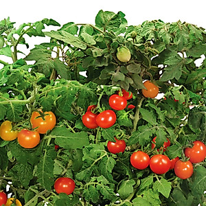 AeroGarden Red Heirloom Cherry Tomato Seed Pod Kit for AeroGarden Hydroponic Indoor Garden, 6-Pod