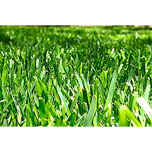 St. Augustine 'Seville' Sod - 3 Live Plugs - Drought, Salt & Shade Tolerant Turf Grass