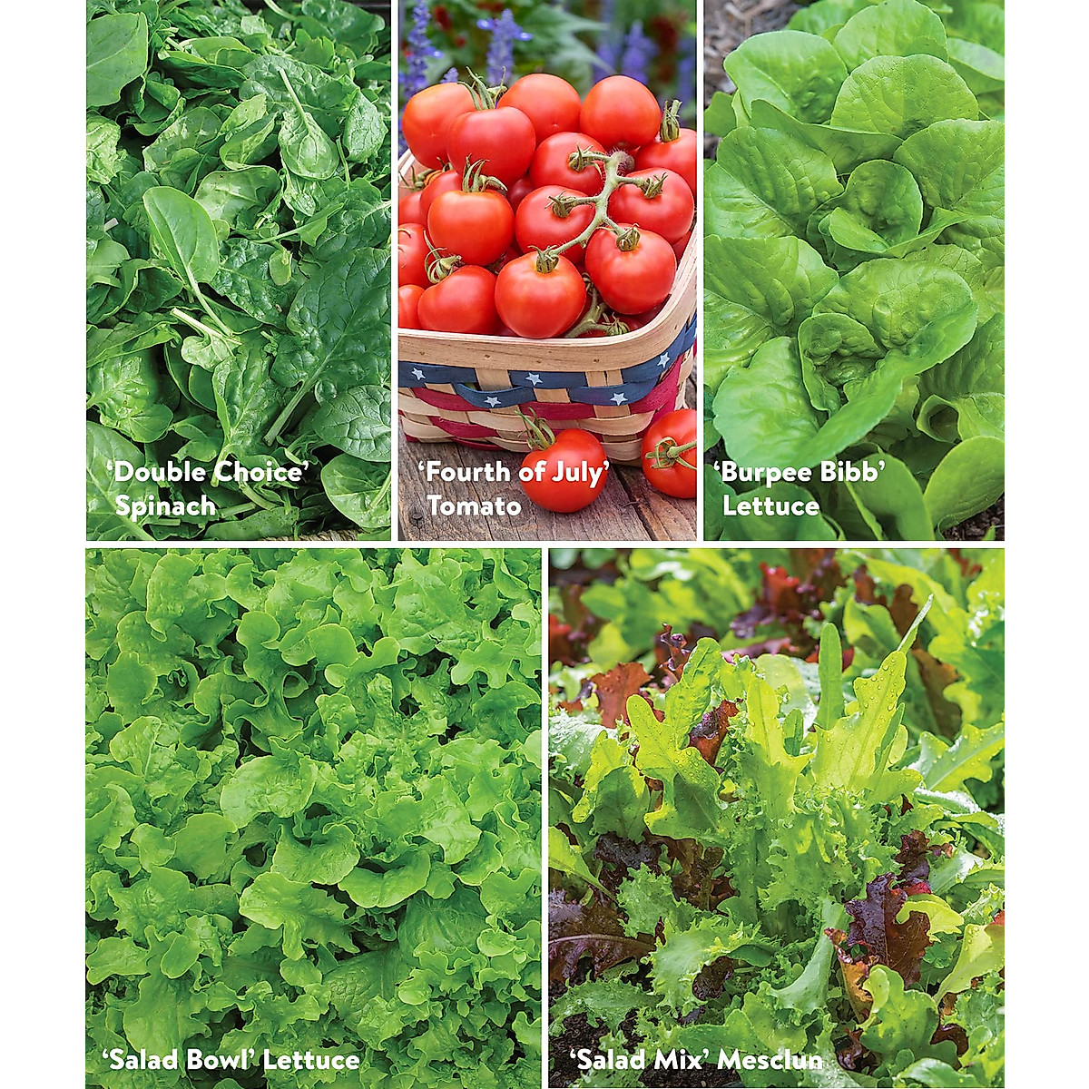 Burpee Salad Garden Collection 10 Packets of Non-GMO 4 Lettuce Varieties Tomato, Radish, Spinach, Kale, Scallions & Mesclun Mix | Seeds for Planting Vegetables