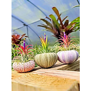 Small Air Plants - 3 Ionantha Fuego - 1 to 2 Inch Air Plant - Color & Form Varies by Season - 30 Day Guarantee on Tillandsia from The Drunken Gnome (3, One Size 1-2")