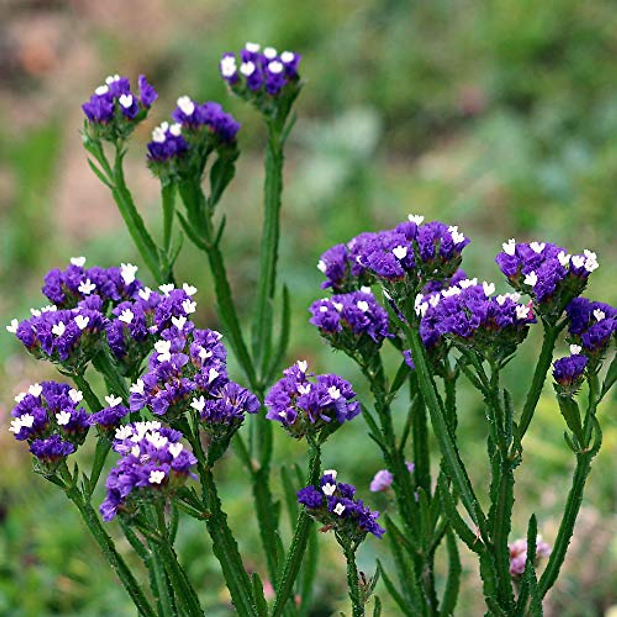 Outsidepride Limonium Statice Purple Everlasting Garden Cut Flowers for Dried Arrangements & Bouquets - 1000 Seeds
