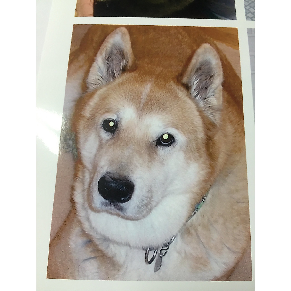 Dr. Baker's Canine System Saver