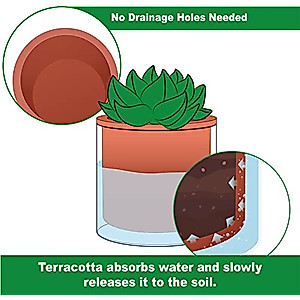 Phoenix Vine 4 Inch 6 Inch Self Watering Plants Pots, Design Terracotta Pots for Plants, Indoor Cylinder Terra Cotta Planter with Glass Vase Set, 51-A-G